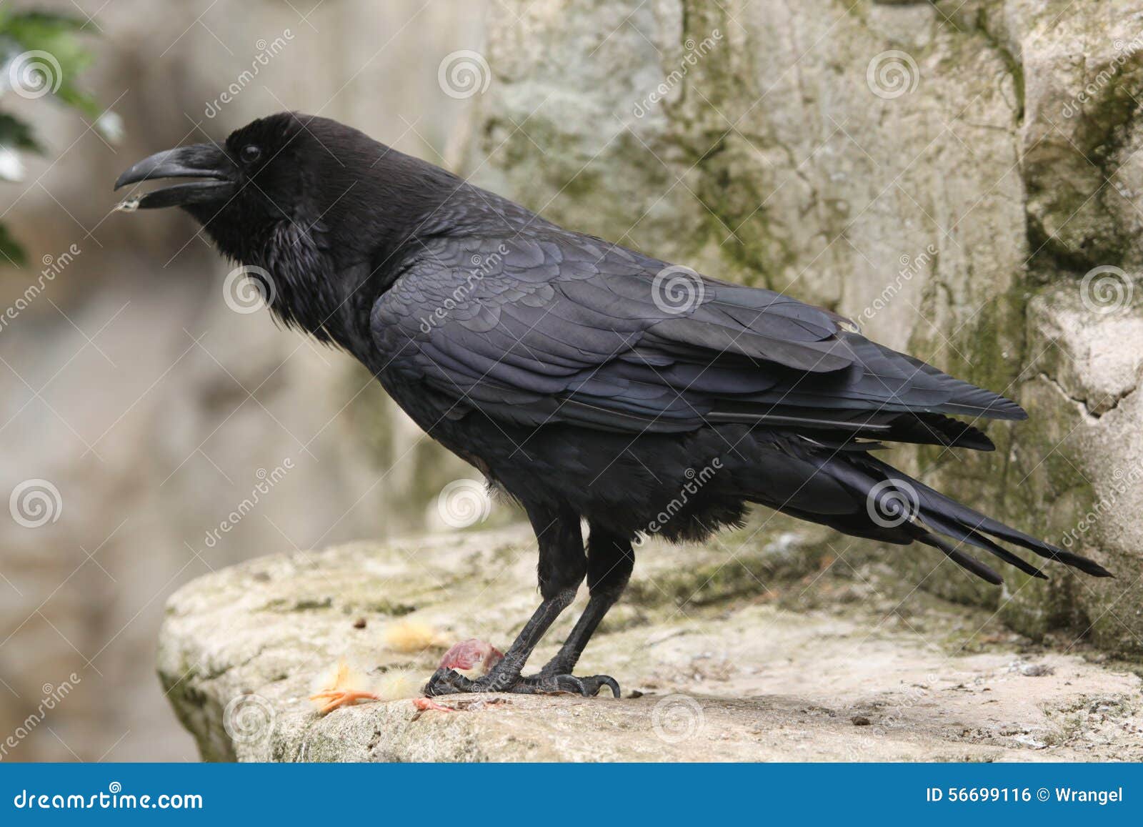 Common Raven (Corvus Corax). Stock Photo - Image of life, animal: 56699116