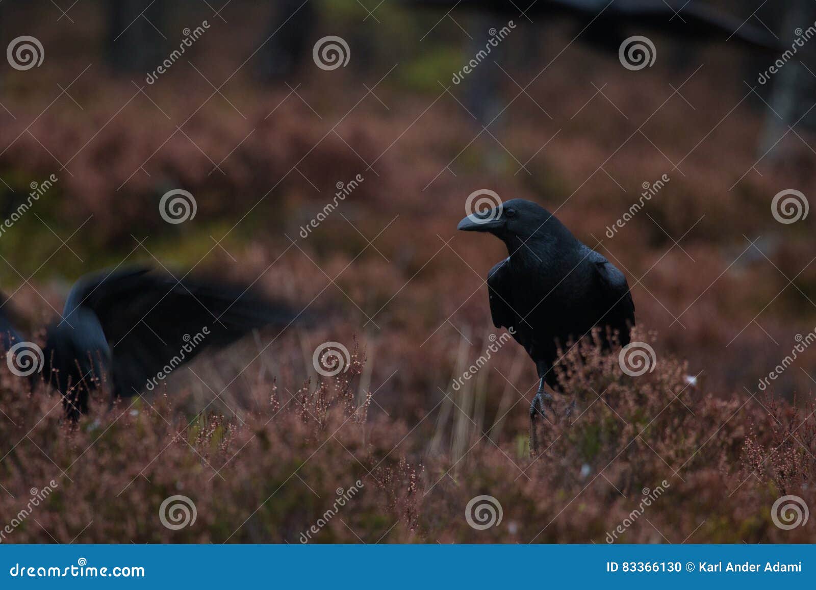 Common Raven in Dark Forest Stock Photo - Image of bogland, raven: 83366130