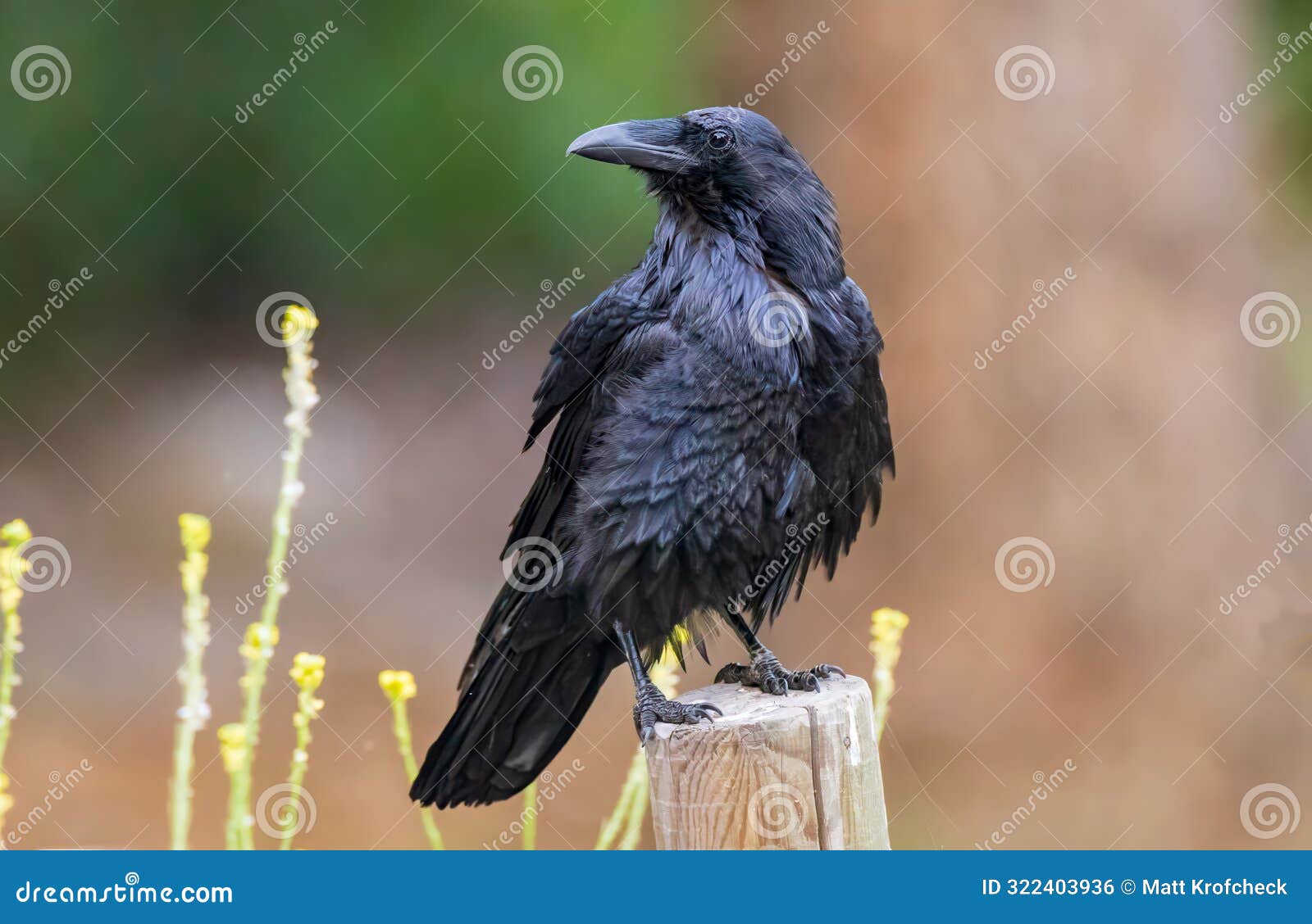Common Raven early morning stock photo. Image of nature - 322403936