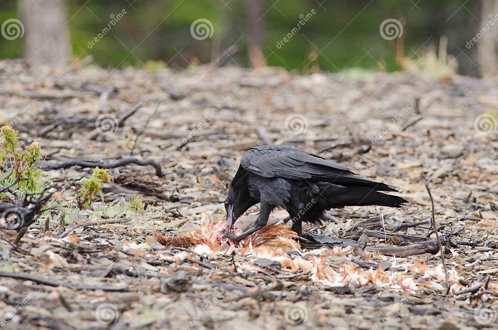 Common raven stock photo. Image of wildlife, bird, corvid - 51727974