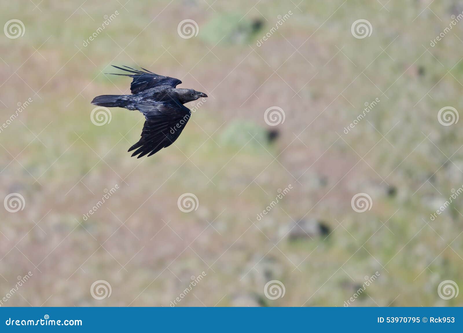 Common Raven in Flight Seen from Above Stock Image - Image of america ...
