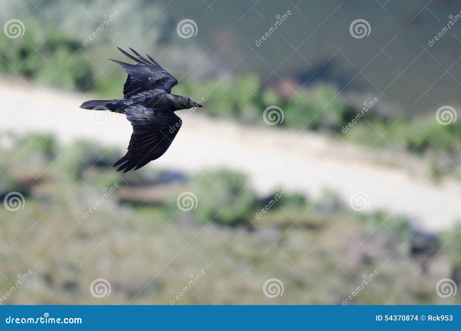 Common Raven in Flight Seen from Above Stock Photo - Image of black ...