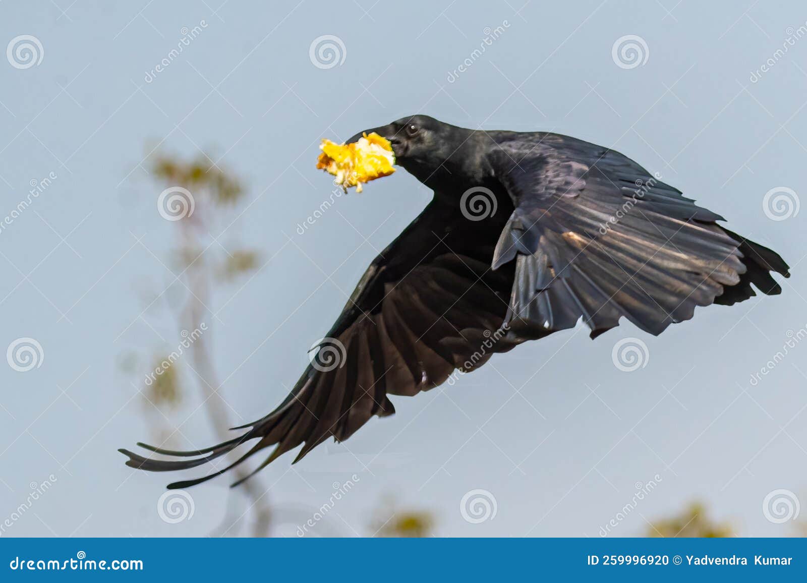 A Common Raven in flight stock photo. Image of norway - 259996920