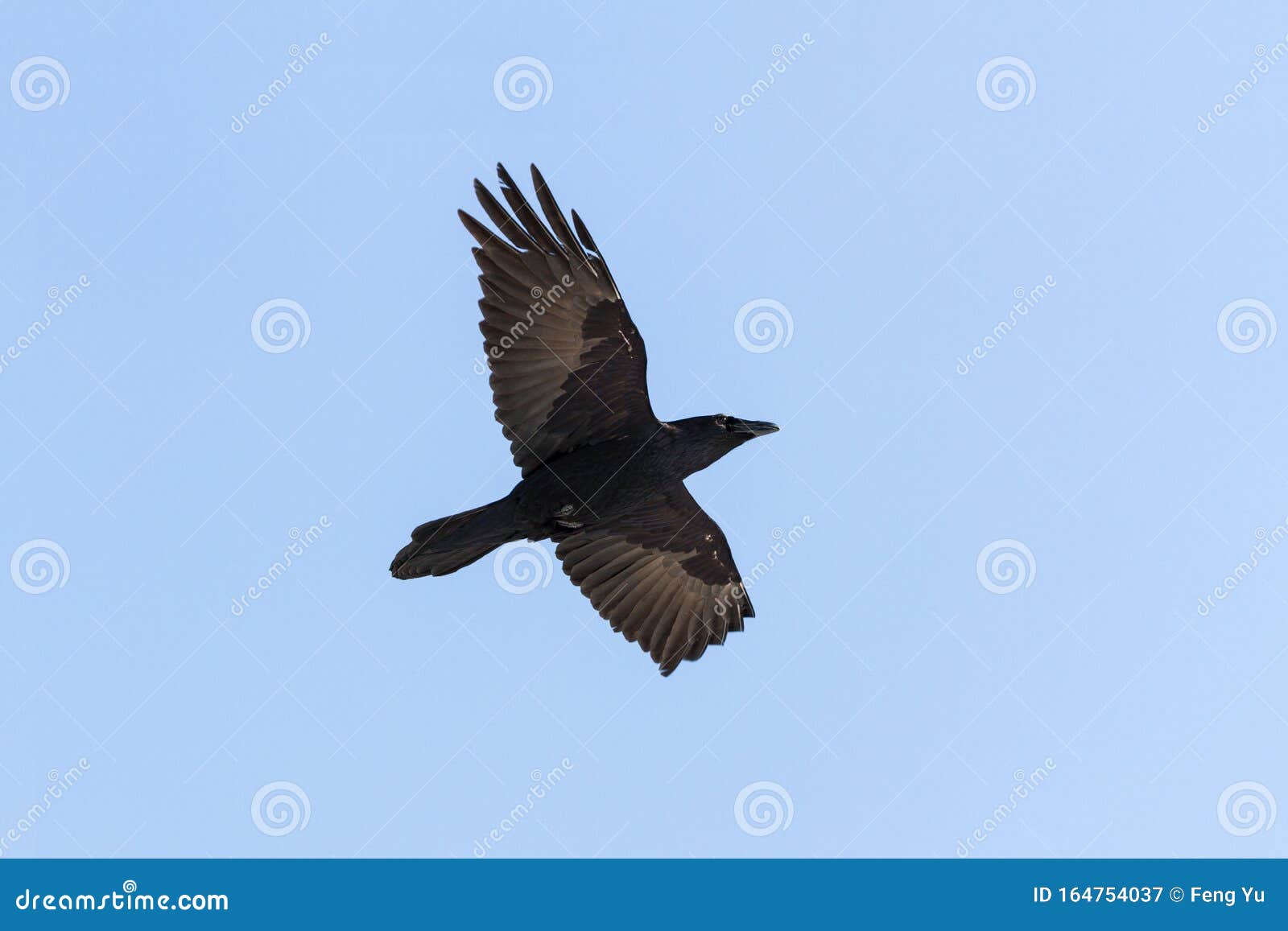 Flying Common Raven stock image. Image of wildlife, nature - 164754037