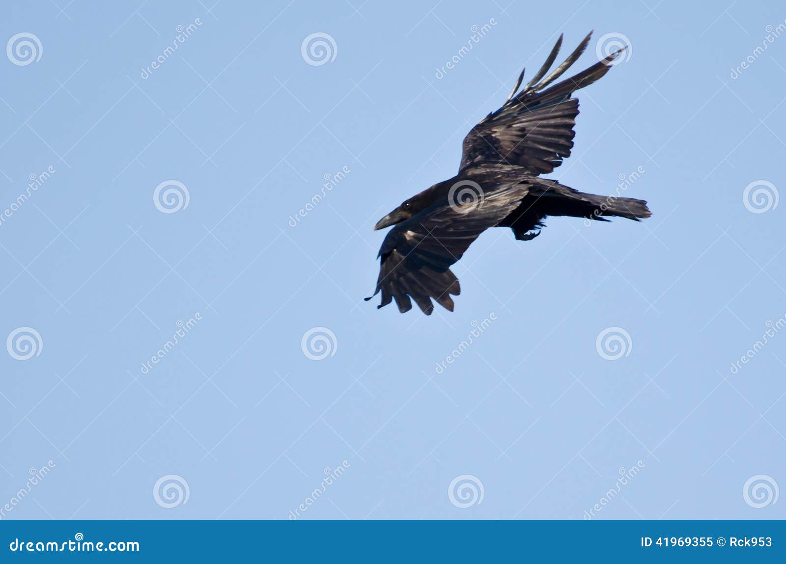 Common Raven Flying in a Blue Sky Stock Image - Image of animal, raven ...