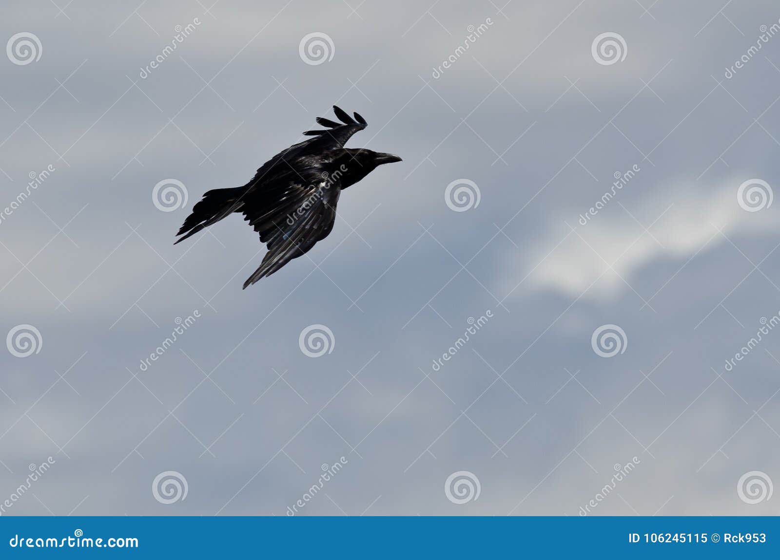 Common Raven Flying in a Blue Sky Stock Image - Image of flight, common ...