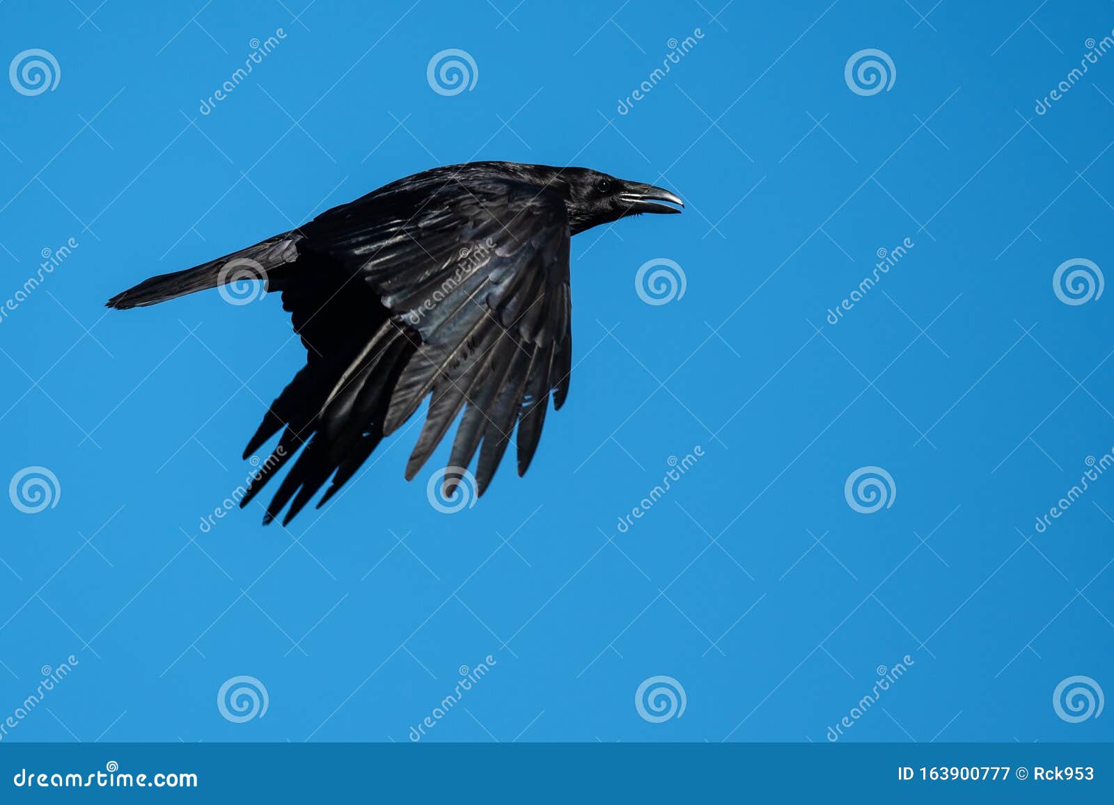 Common Raven Flying in a Blue Sky Stock Image - Image of soaring ...