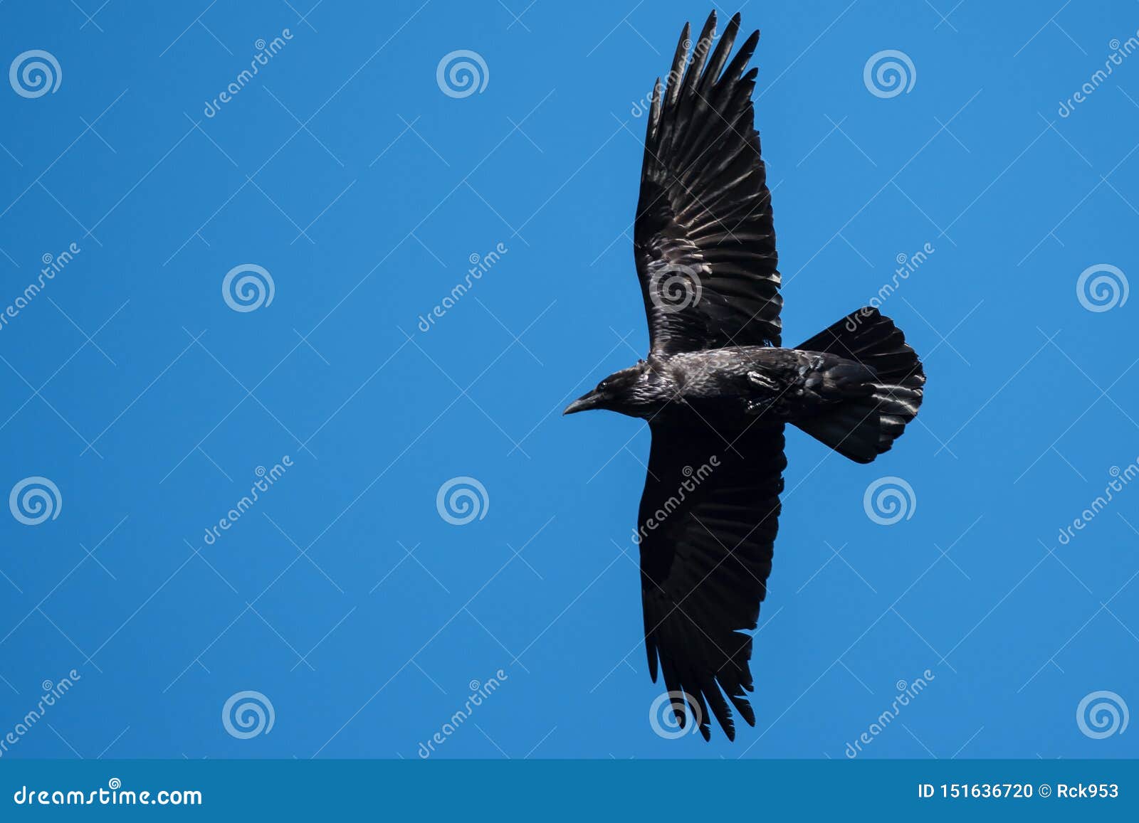 Common Raven Flying in a Blue Sky Stock Photo - Image of raven, flight ...