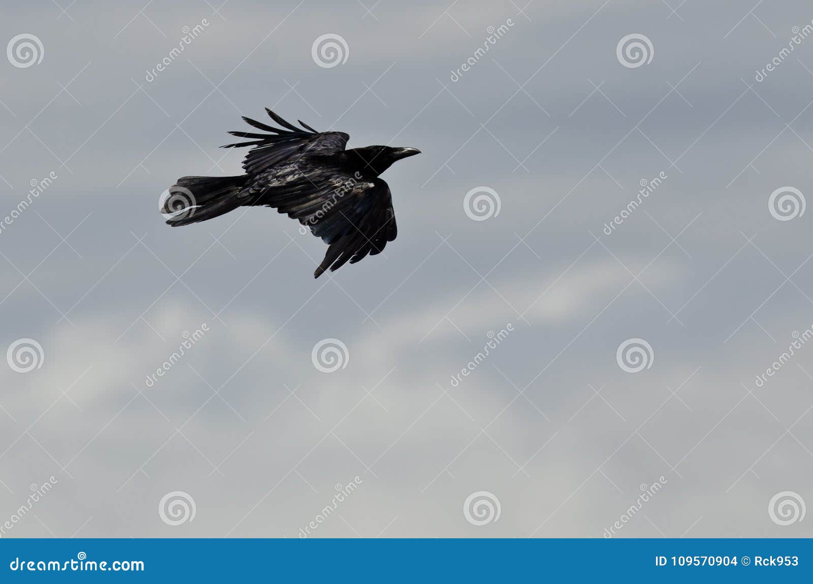 Common Raven Flying in a Cloudy Sky Stock Photo - Image of common, wild ...