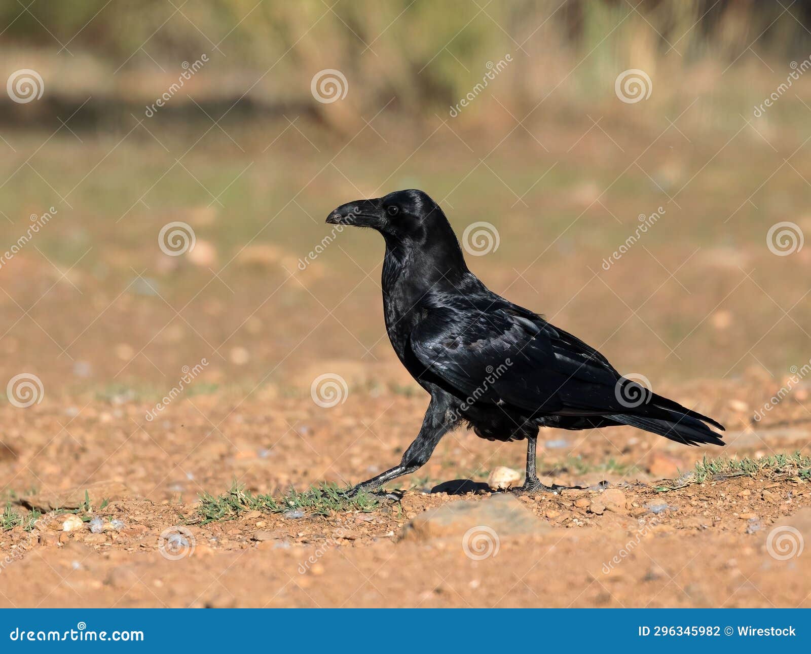 Common Raven on the Ground in a Barren Landscape Stock Photo - Image of ...