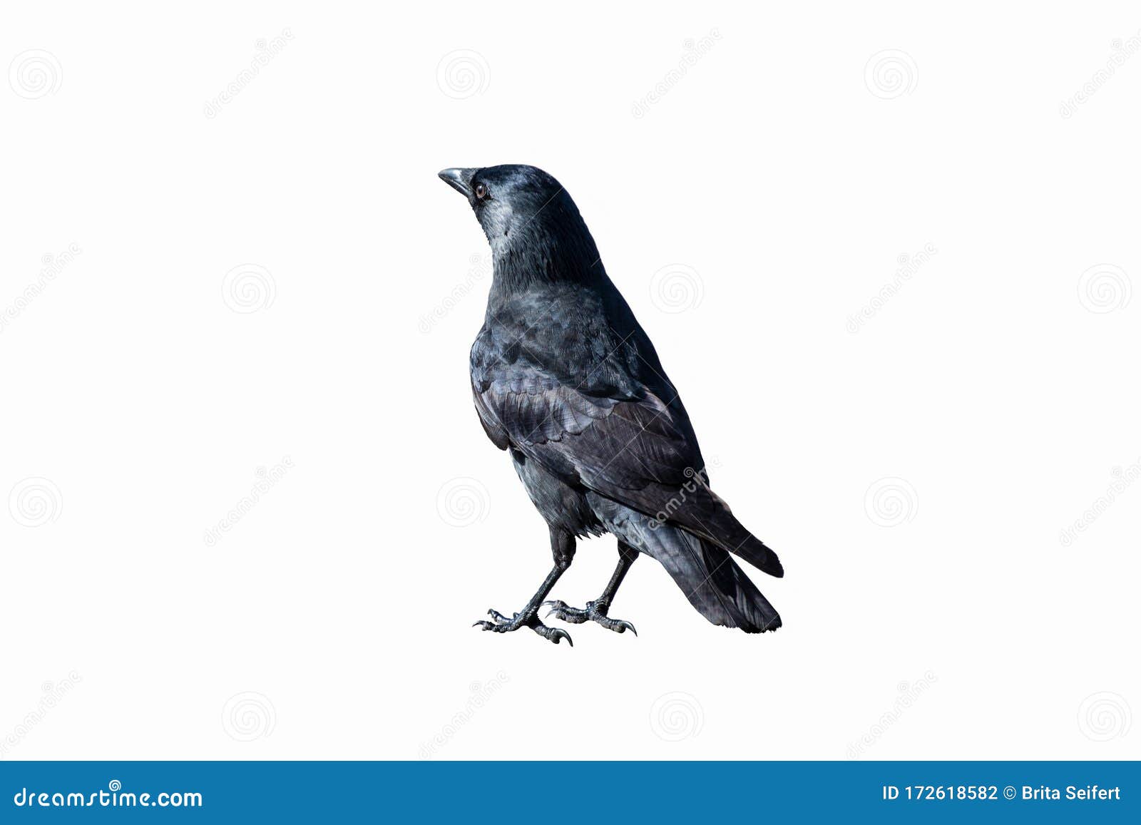 Common Raven - Isolated on a White Background Stock Photo - Image of ...