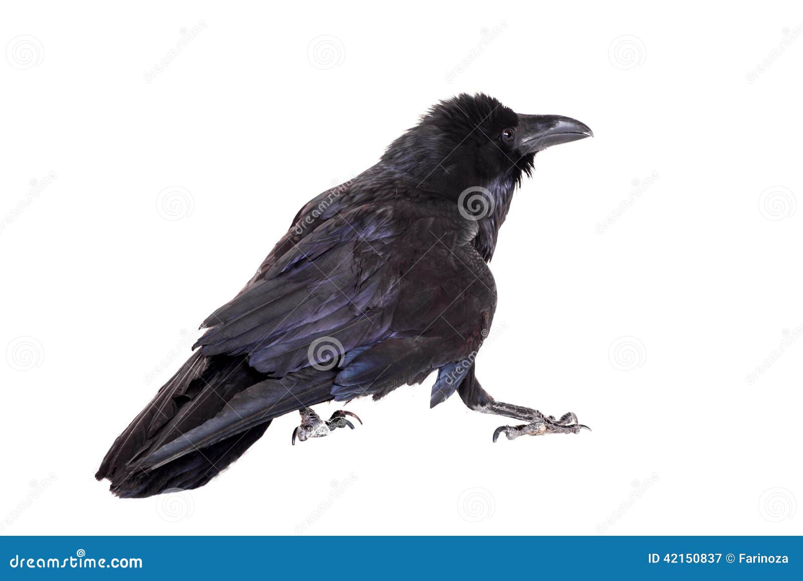 Common Raven Isolated on White Stock Image - Image of feather, gazing ...