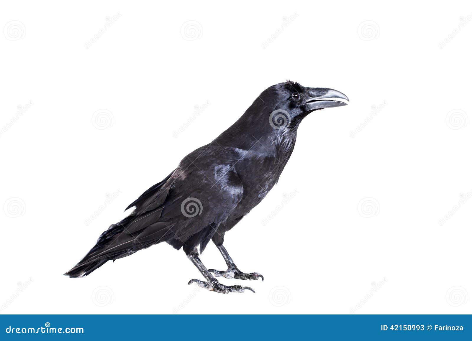 Common Raven Isolated on White Stock Image - Image of heat, looking ...