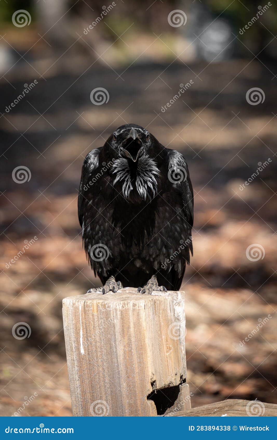 Common Raven with Its Mouth Open Standing on a Wooden Post Stock Photo ...