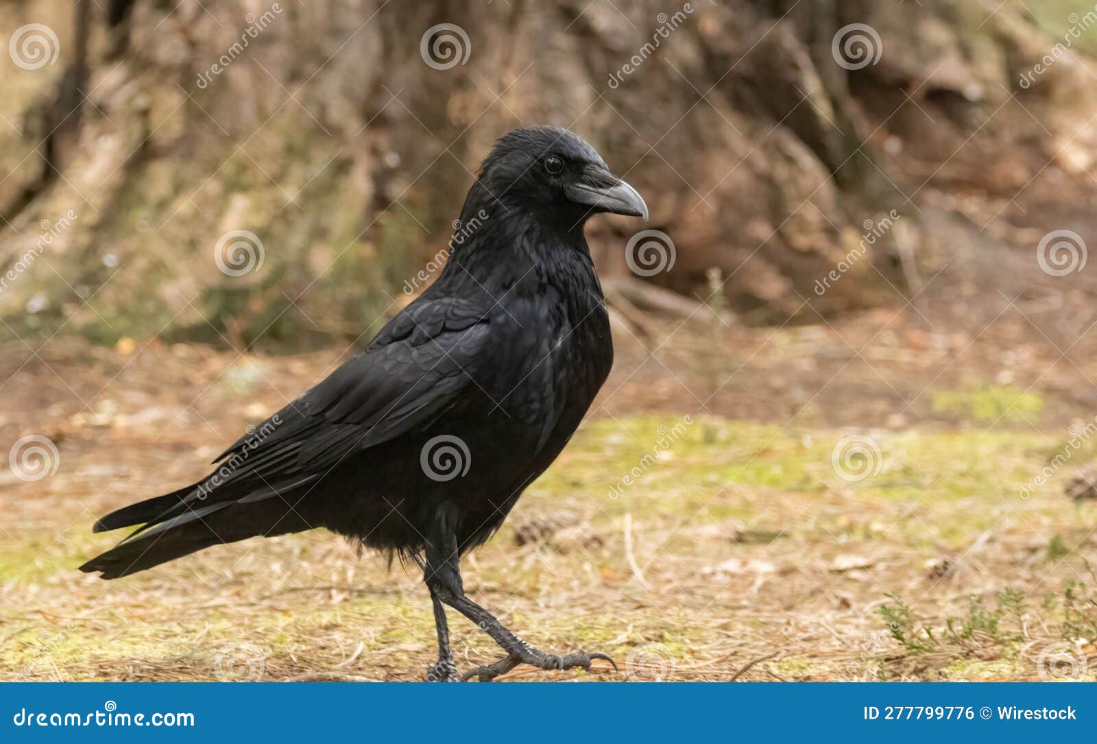 Common Raven in Its Natural Habitat Stock Photo - Image of creature ...