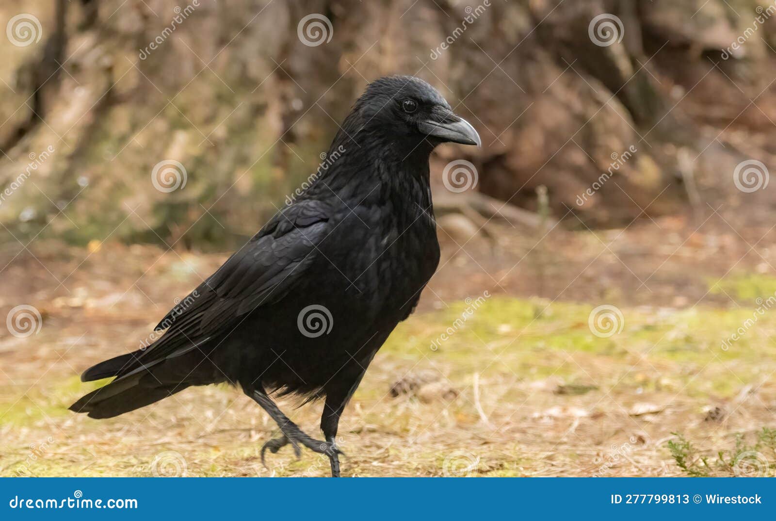 Common Raven in Its Natural Habitat Stock Image - Image of black ...