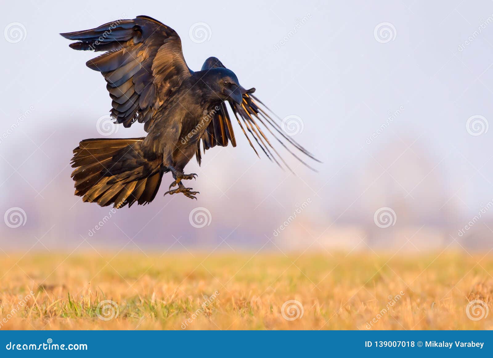 Common Raven Gets Down from Fast Flight with Spreaded Claws and Wings ...