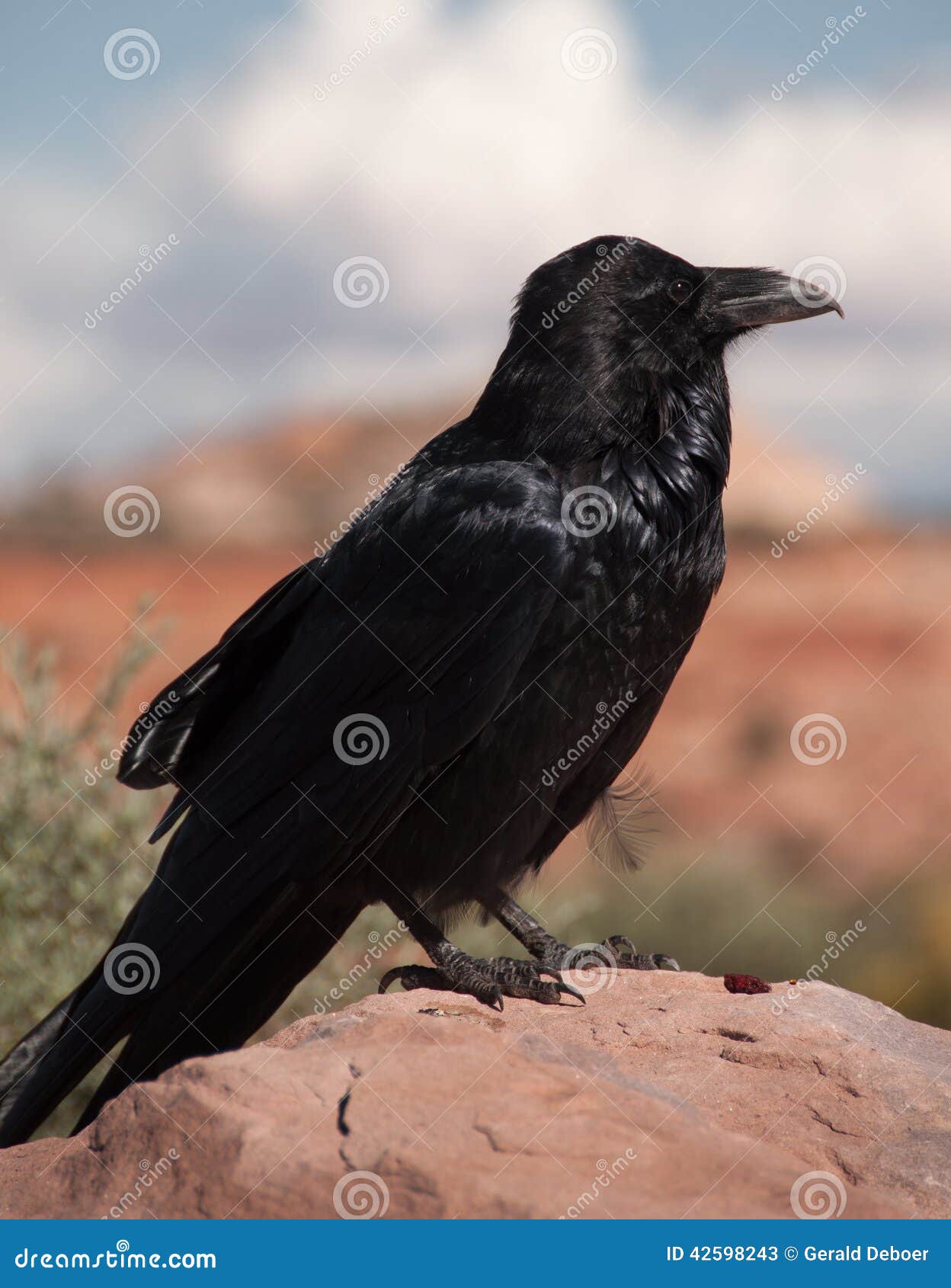 Common Raven stock image. Image of environment, animal - 42598243