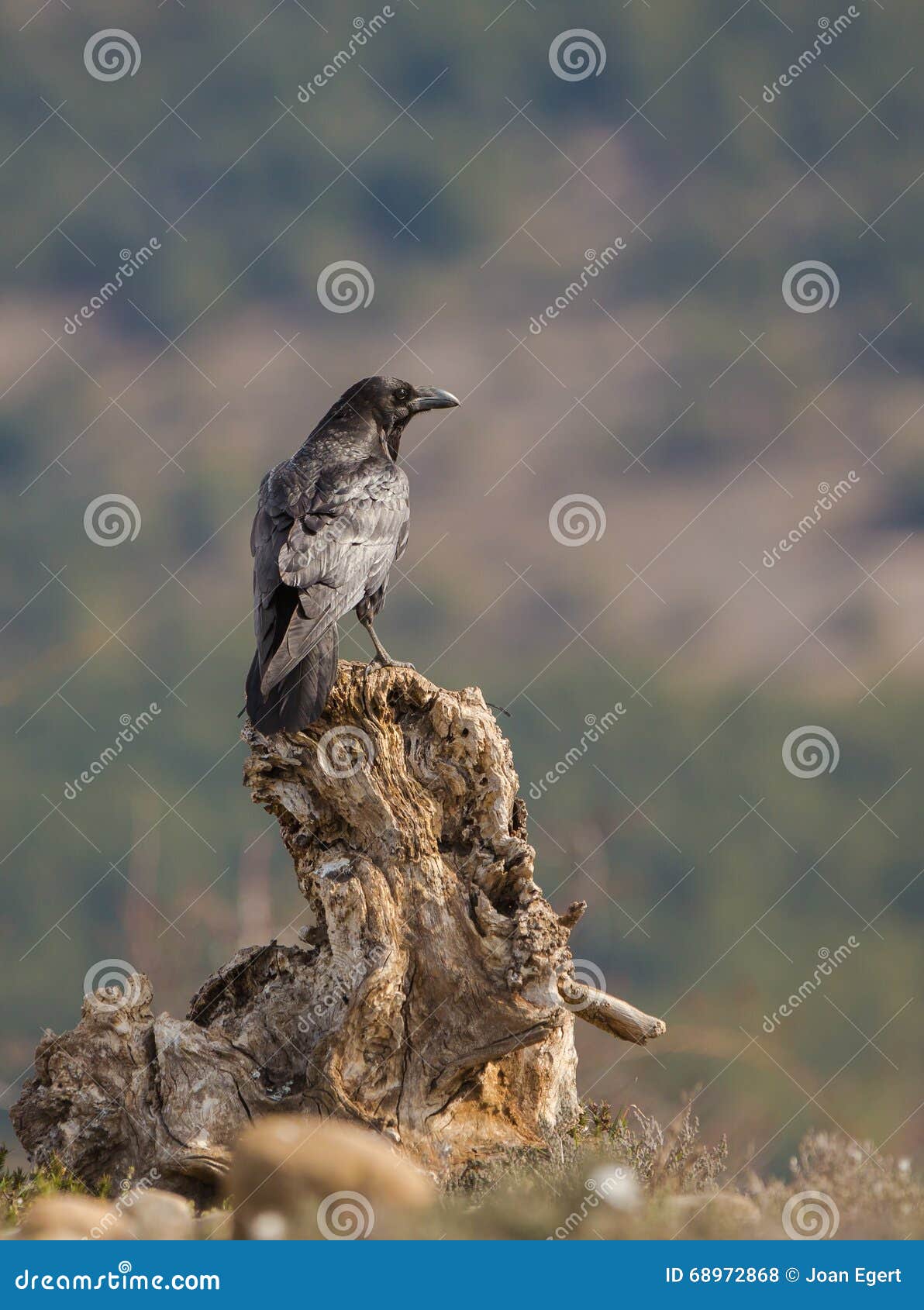 Common Raven on a log stock photo. Image of wildlife - 68972868