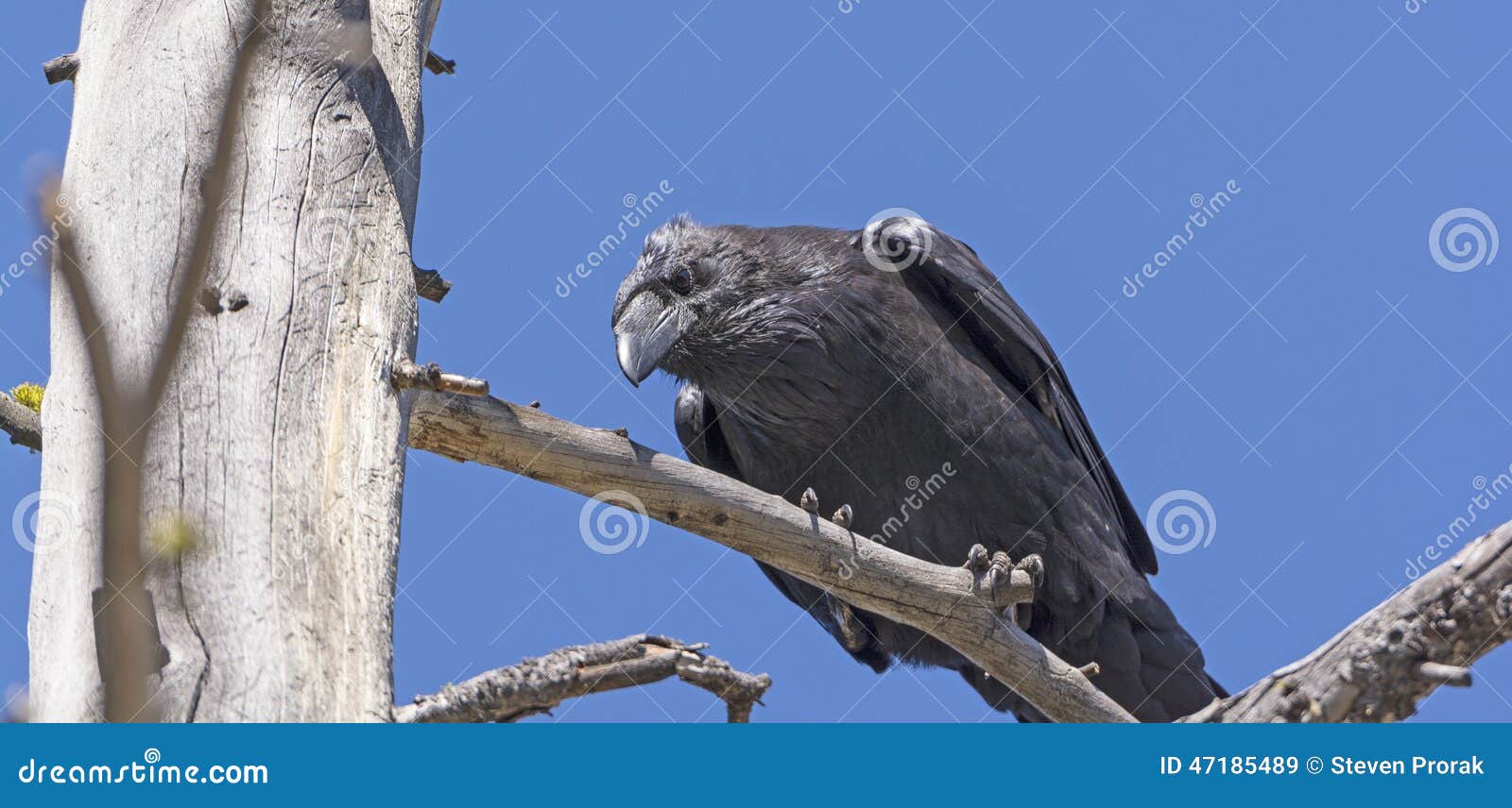 Common Raven Looking Down from a Tree Stock Image - Image of wilderness ...