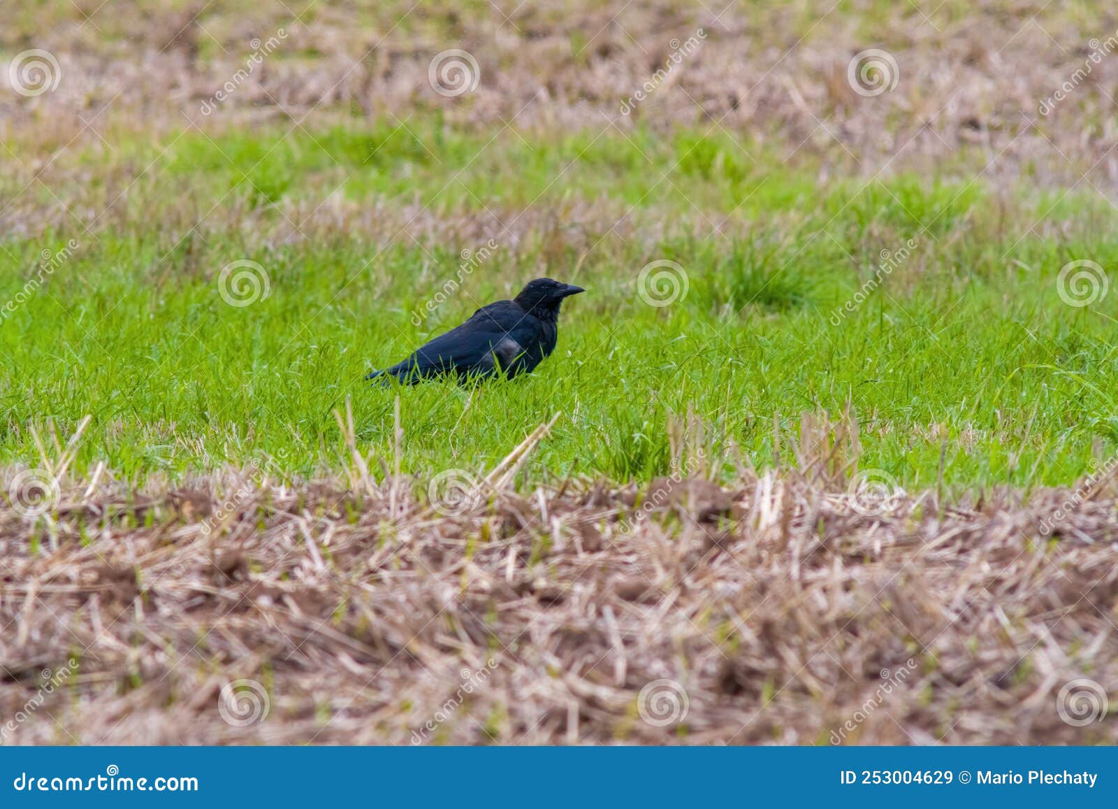A Common Raven is Looking for Food in a Field Stock Image - Image of ...