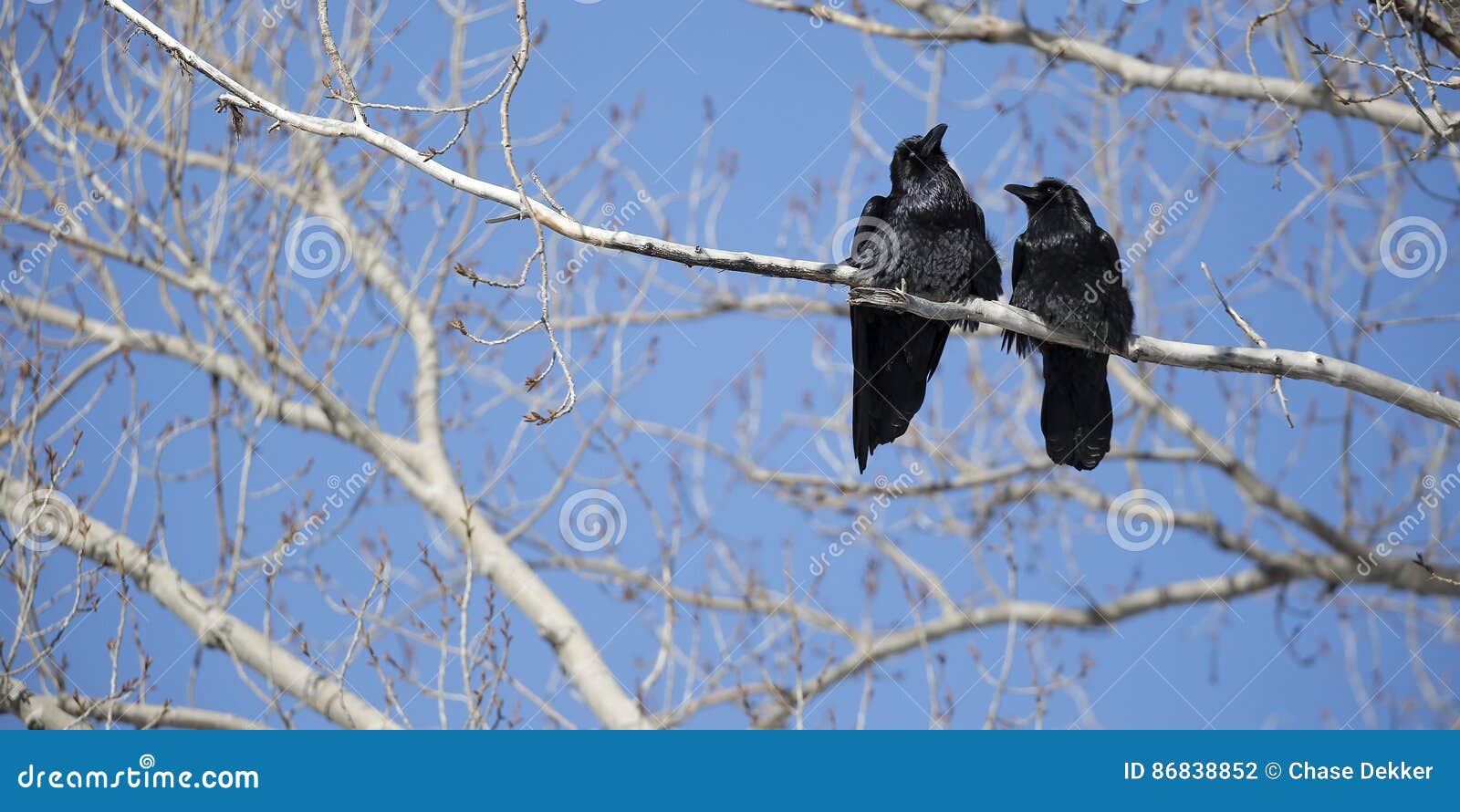 Common Raven stock photo. Image of birds, america, black - 86838852