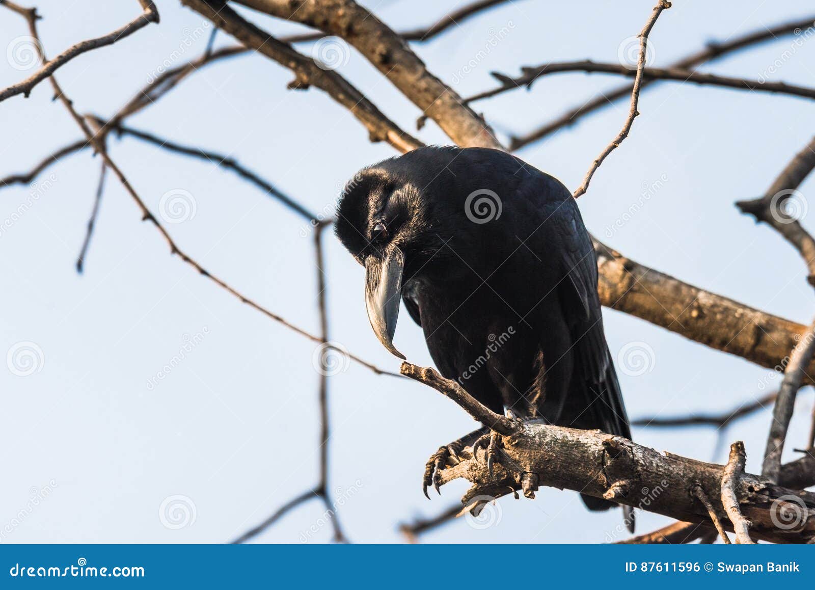 Common Raven perched stock photo. Image of profile, corone - 87611596