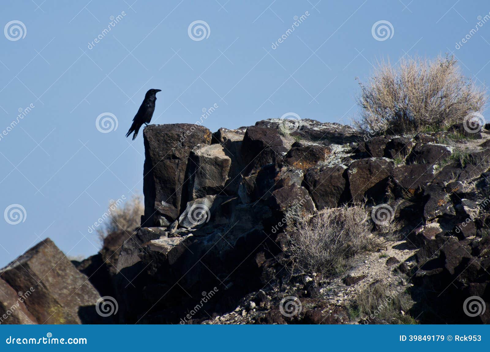 Common Raven Perched on Rocks Stock Image - Image of common, perched ...