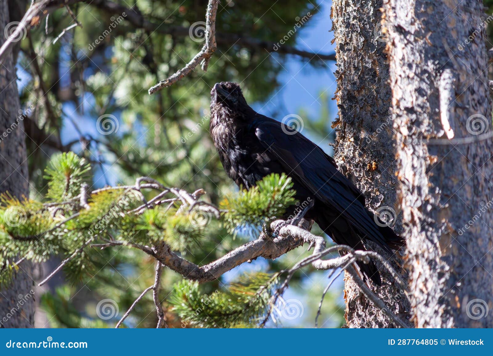 Common Raven Perched on a Tree Branch in a Natural Outdoor Setting ...