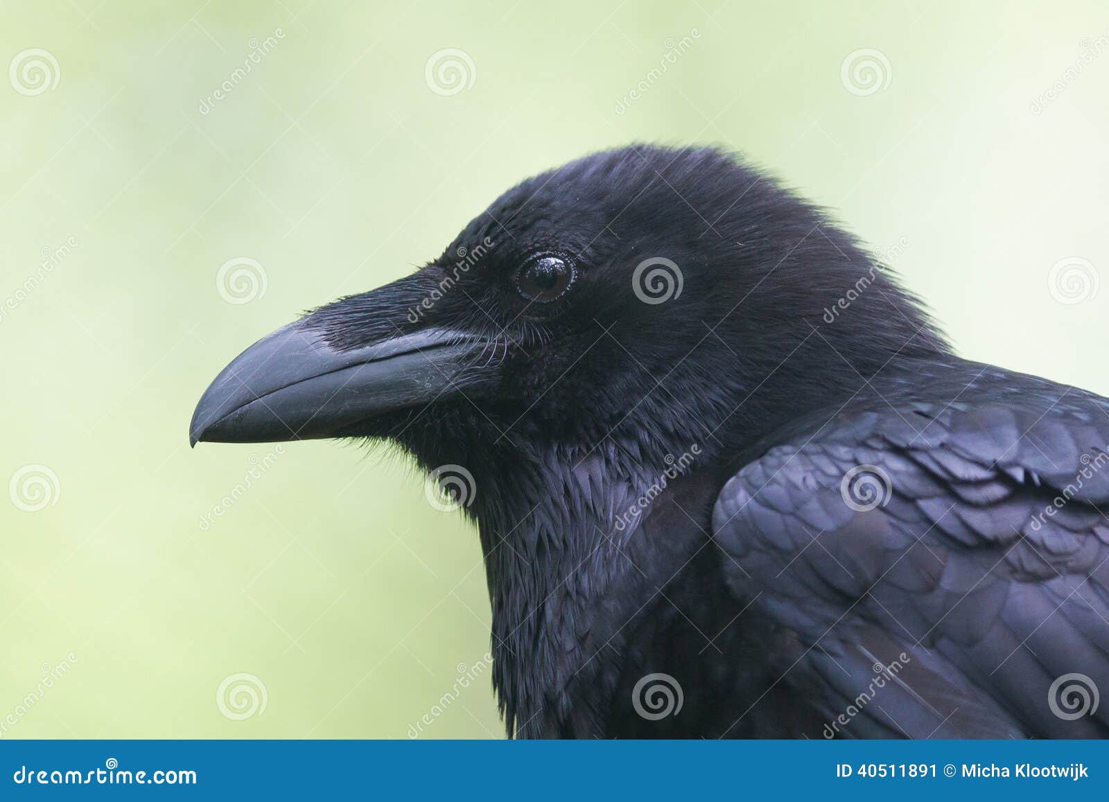 Common Raven portrait stock image. Image of white, isolated - 40511891
