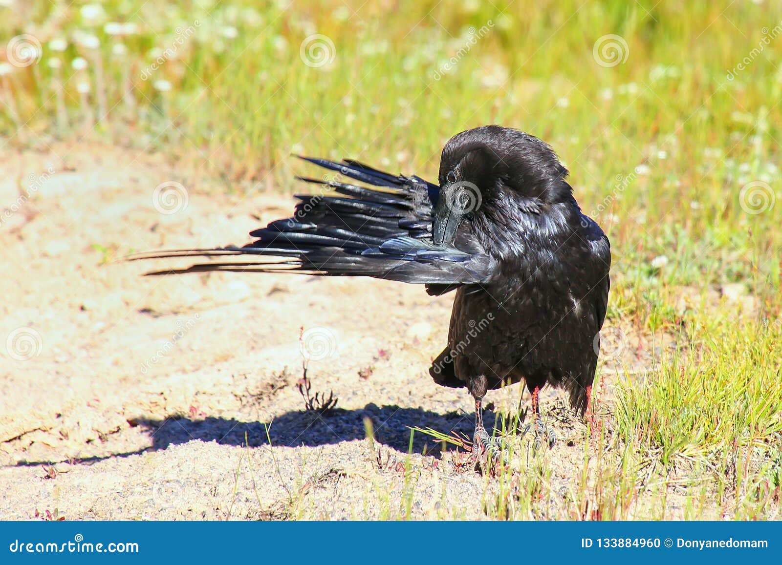 Common Raven Preening Feathers Stock Photo - Image of fauna, park ...
