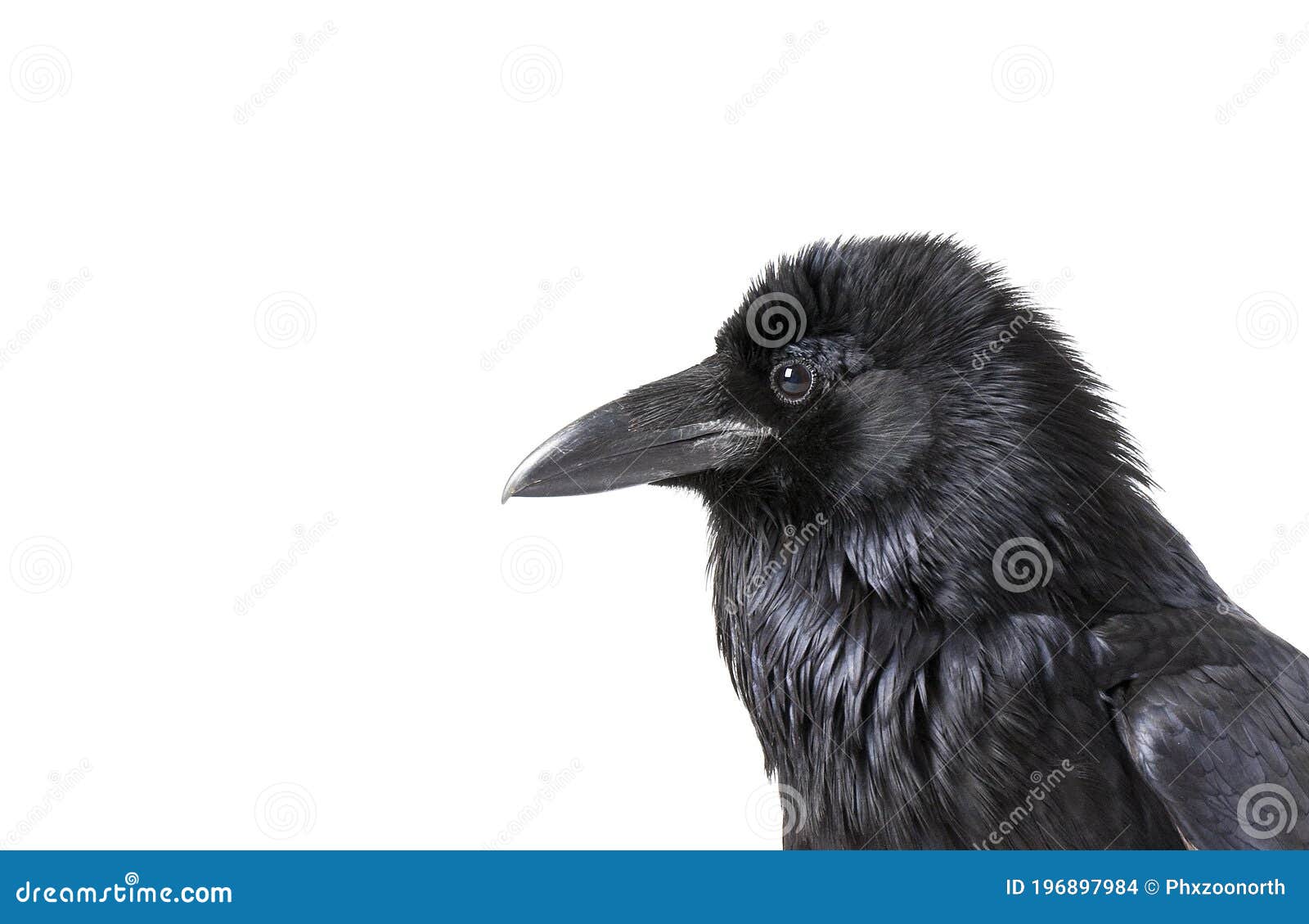 Common Raven in Profile Looking at Camera Stock Photo - Image of camera ...