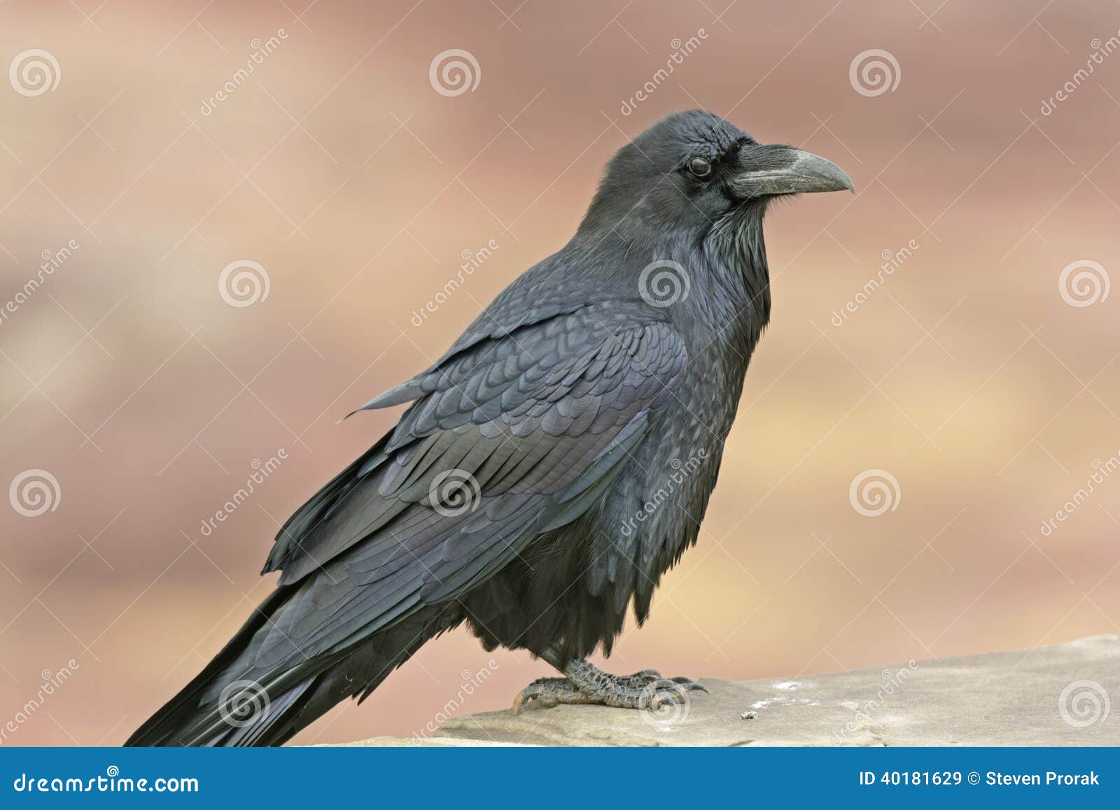 Common Raven on a Rock Ledge Stock Image - Image of wild, forest: 40181629