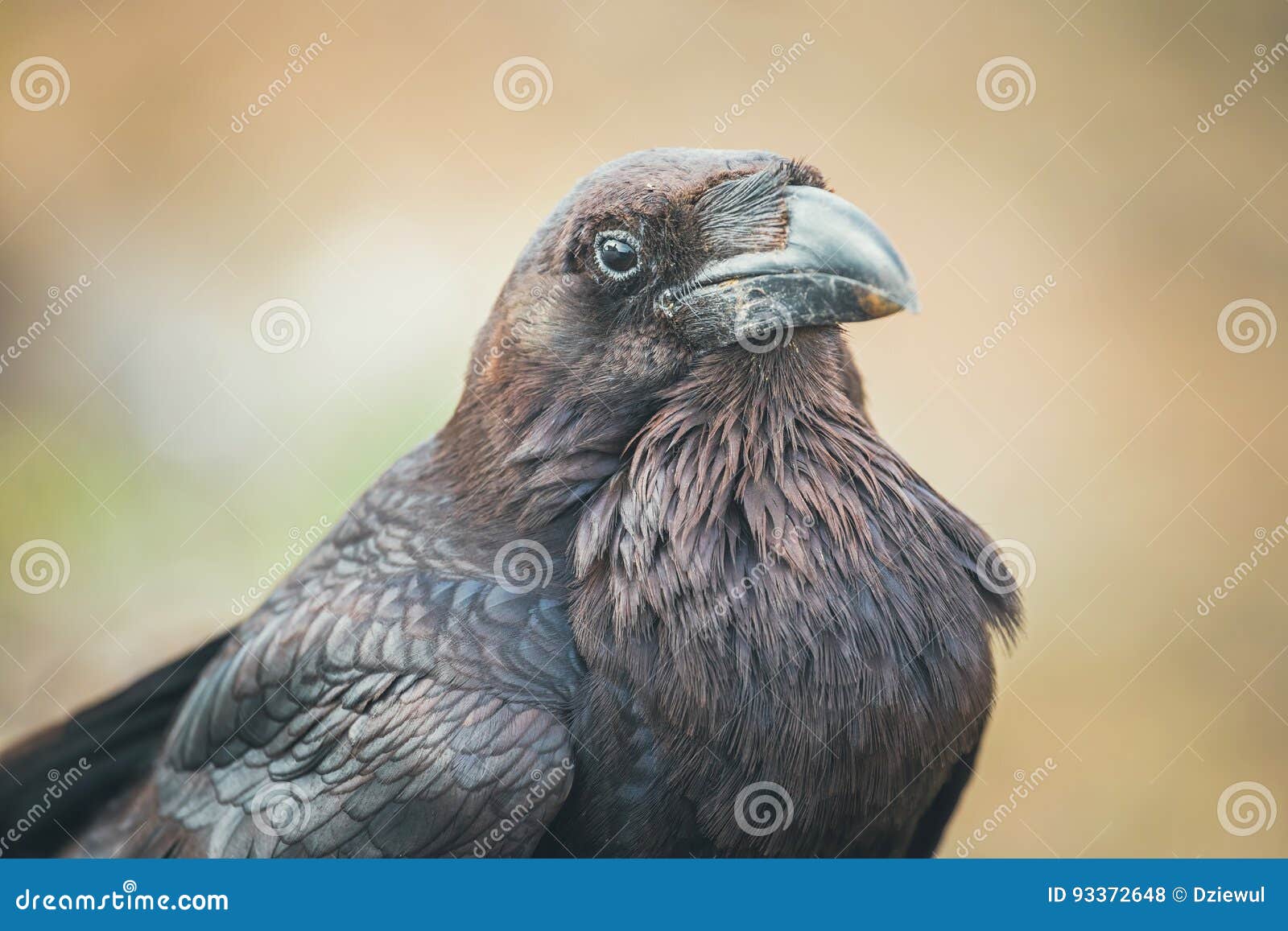 Common Raven Sitting on a Wooden Beam Stock Photo - Image of beam, life ...