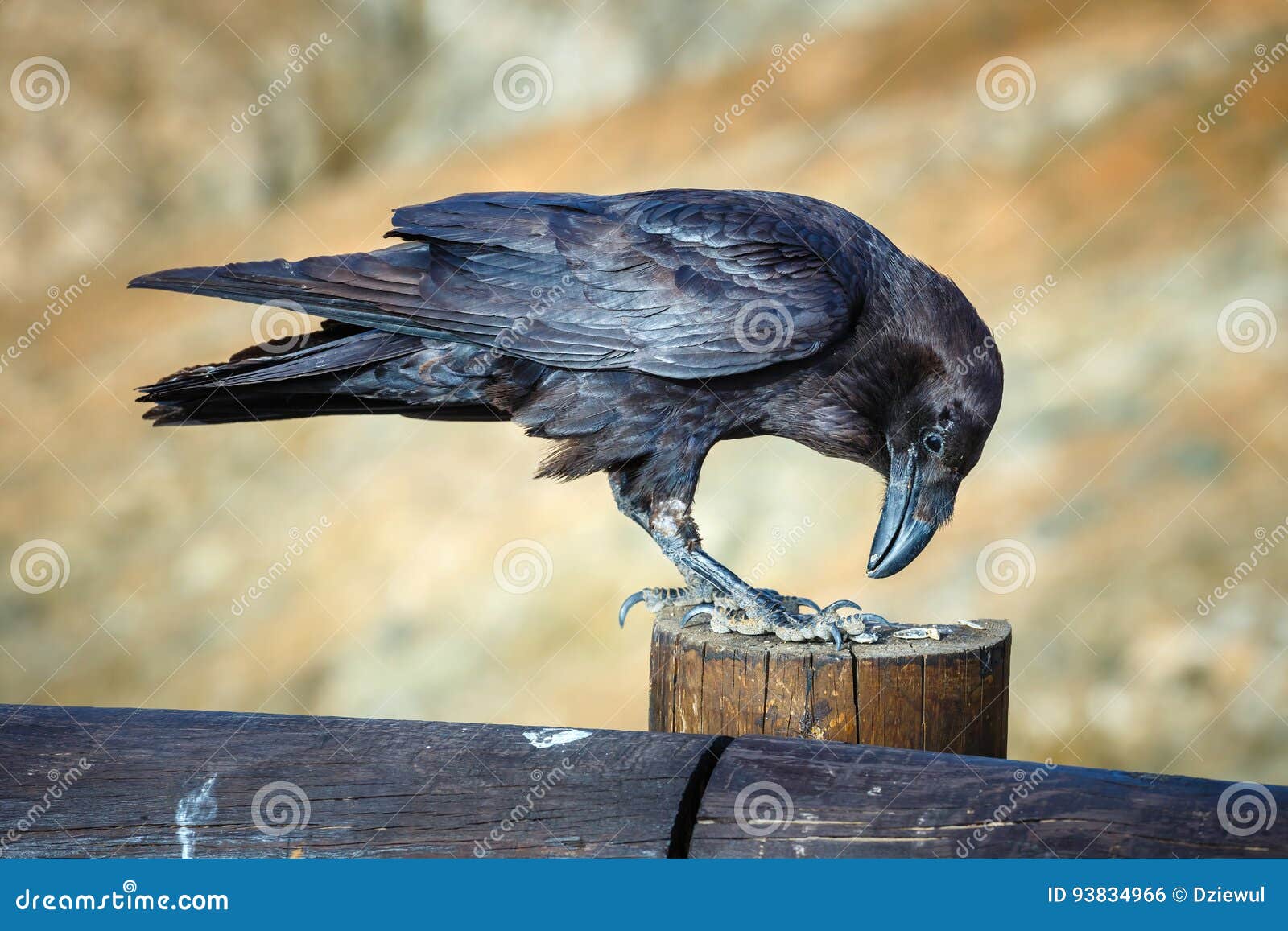 Common Raven Sitting on a Wooden Beam Stock Photo - Image of closeup ...