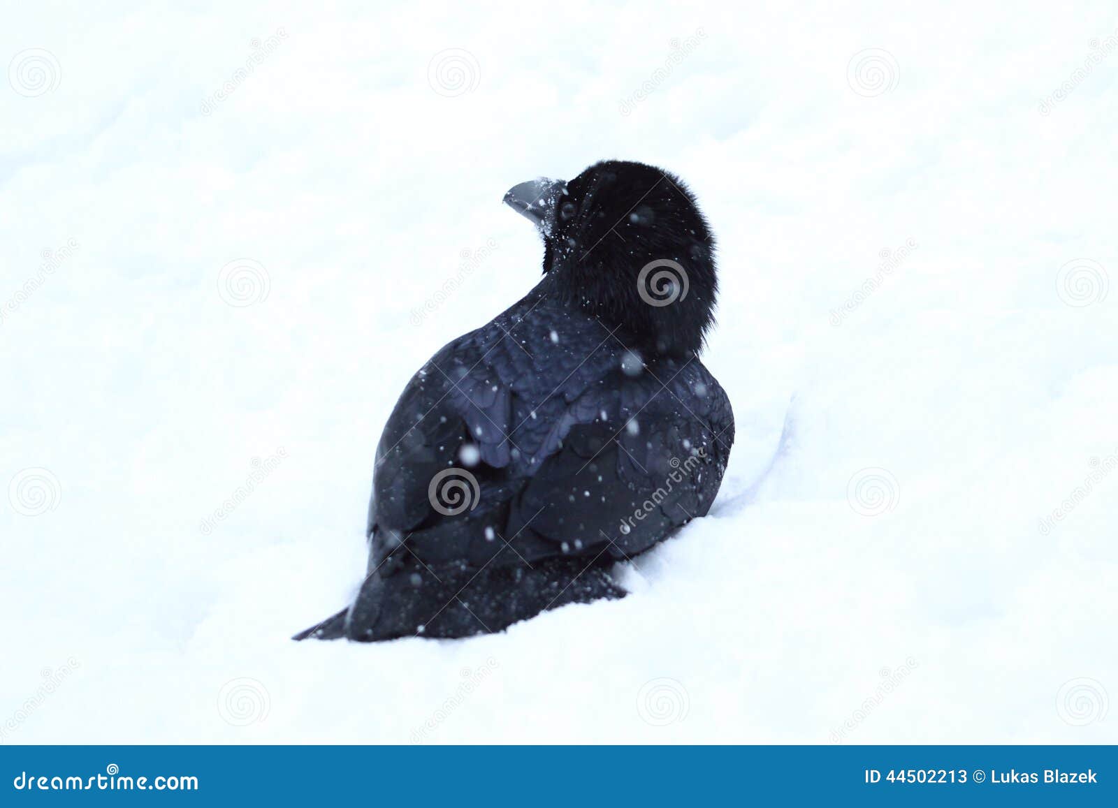 Common raven stock image. Image of raven, animal, snow - 44502213