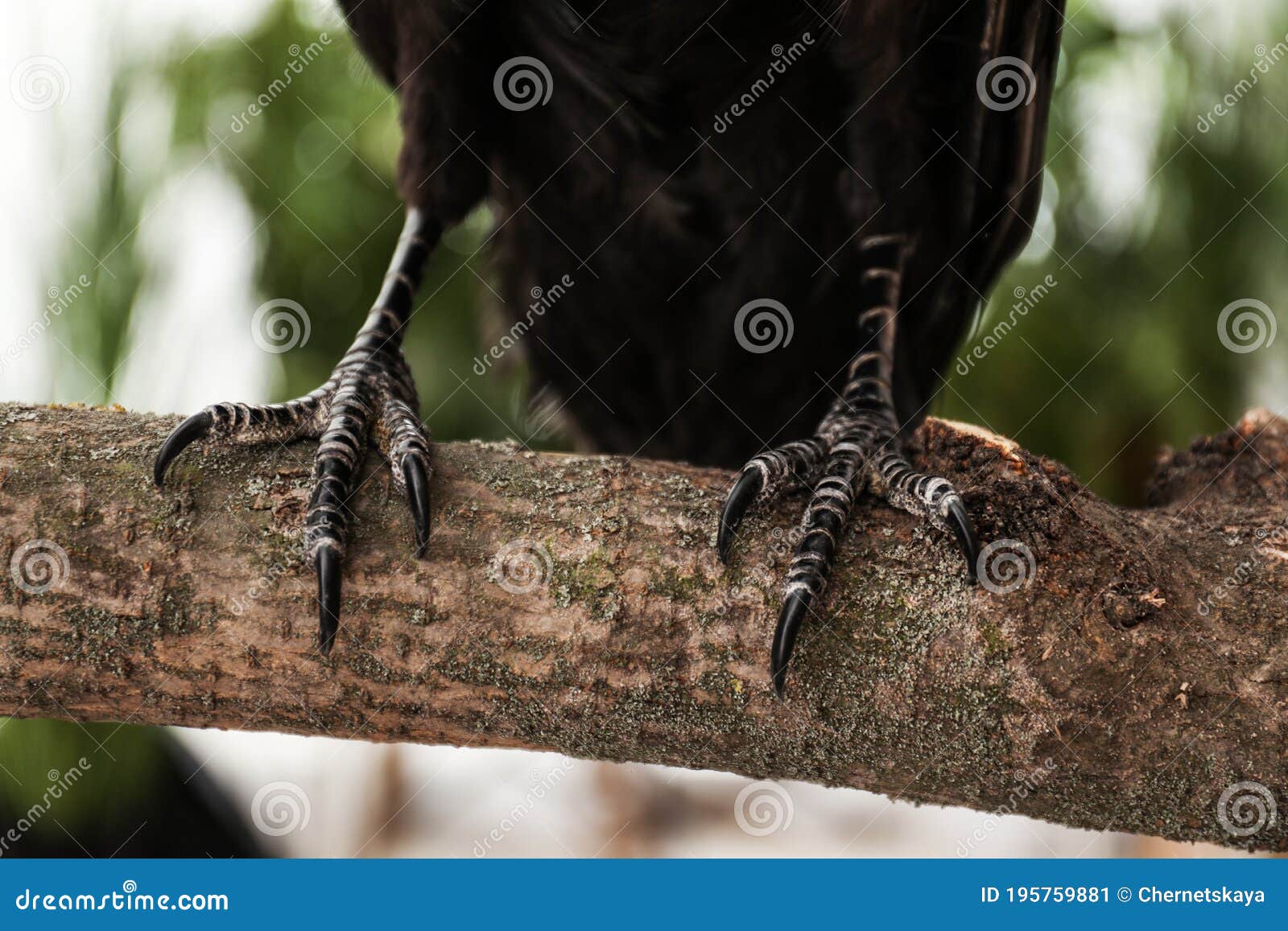 Common Raven on Tree Branch Outdoors, Closeup Stock Image - Image of ...