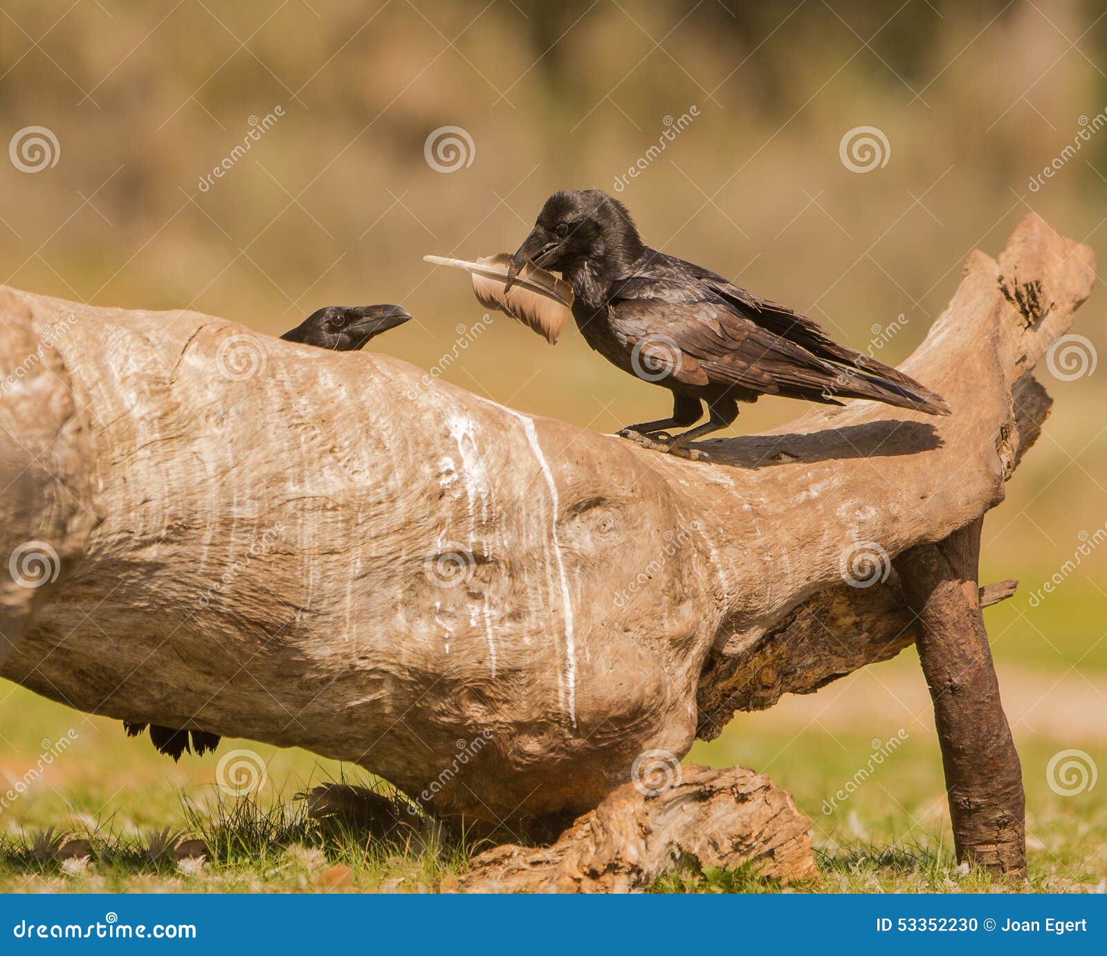 Common Raven stock photo. Image of birds, happy, together - 53352230