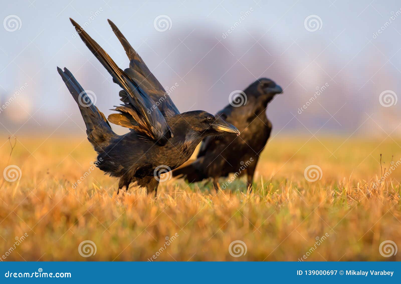 Common Ravens Active Playing in Field with Lifted Wings Stock Image ...