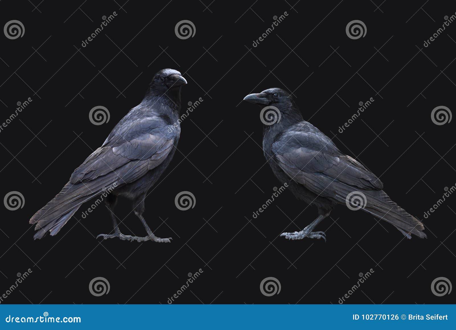 Common Ravens Royalty-Free Stock Photo | CartoonDealer.com #106646955