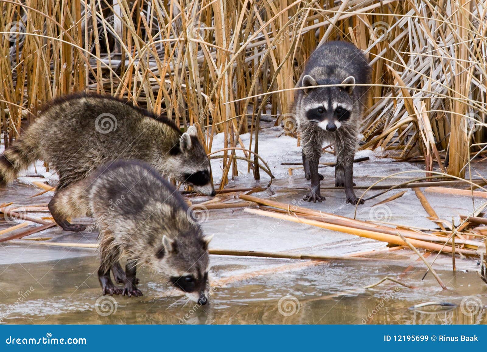 Common Raccoons stock image. Image of mammal, feeding - 12195699