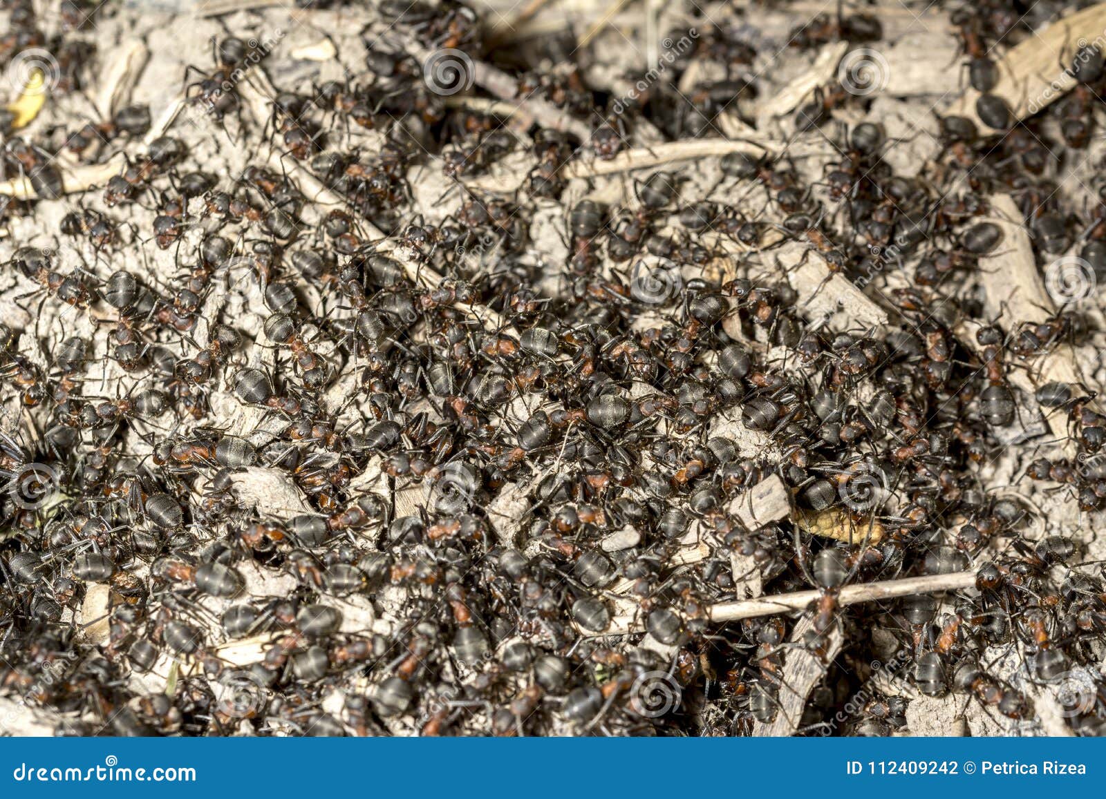 Common Red Ant Face Closeup Macro,colony Stock Photo - Image of insects ...