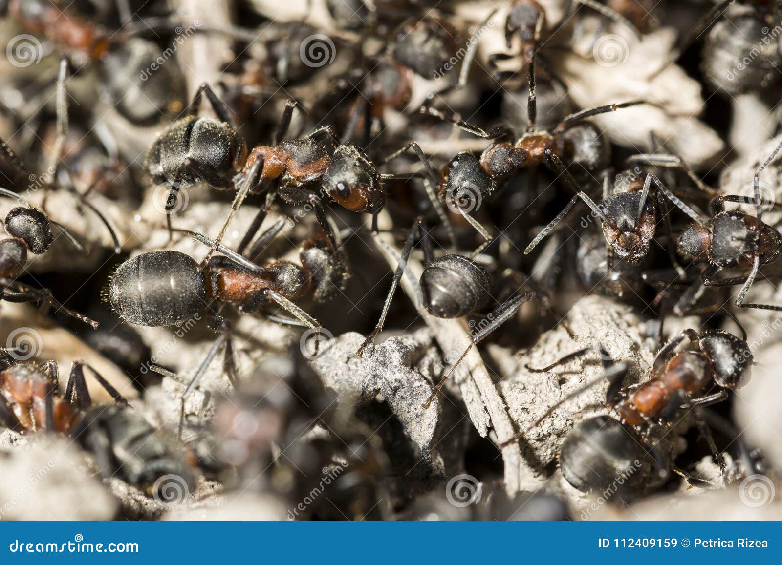 Common Red Ant Face Closeup Macro Colony Stock Image - Image of ...