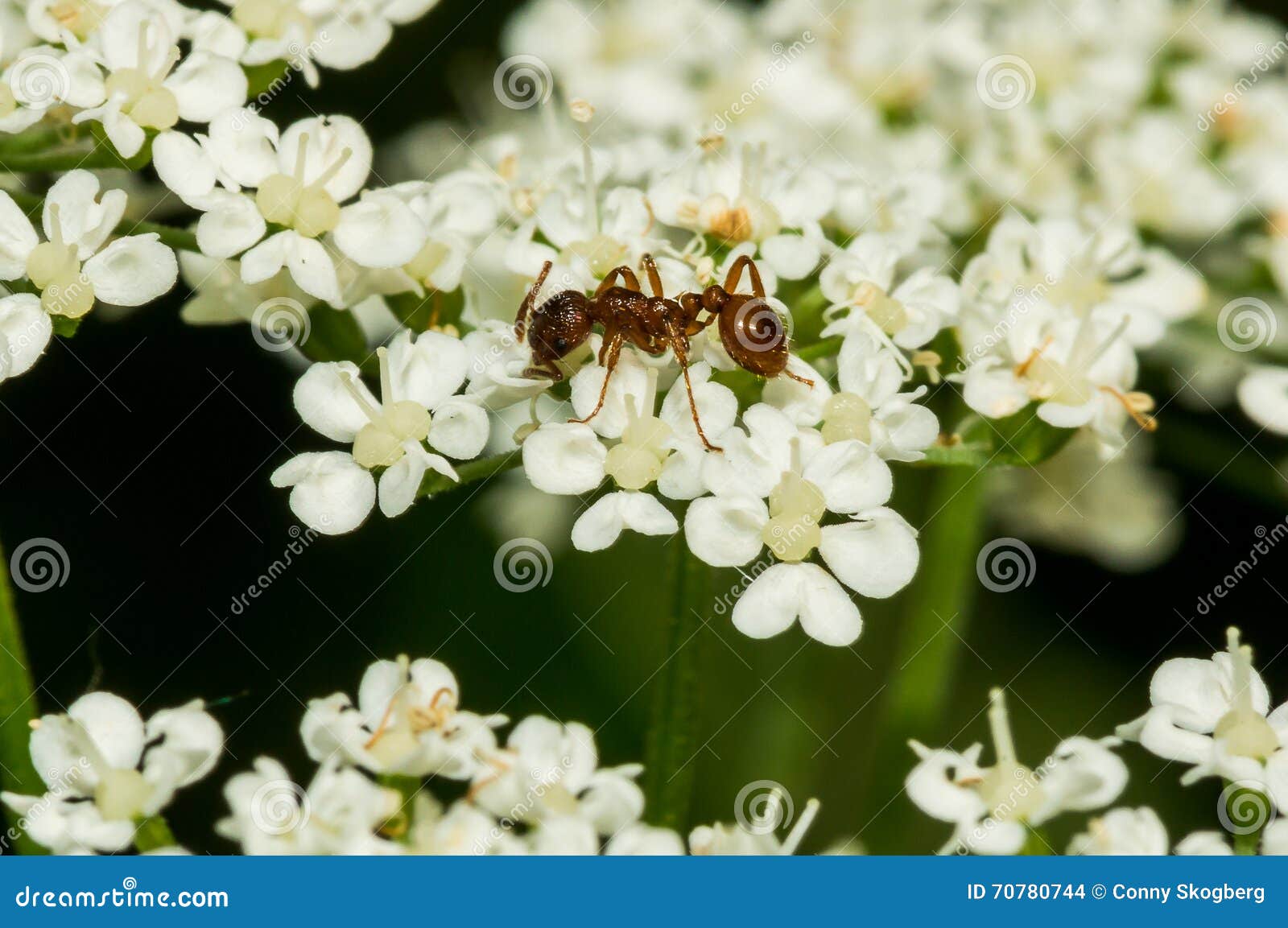 Common red ant stock photo. Image of nectar, european - 70780744