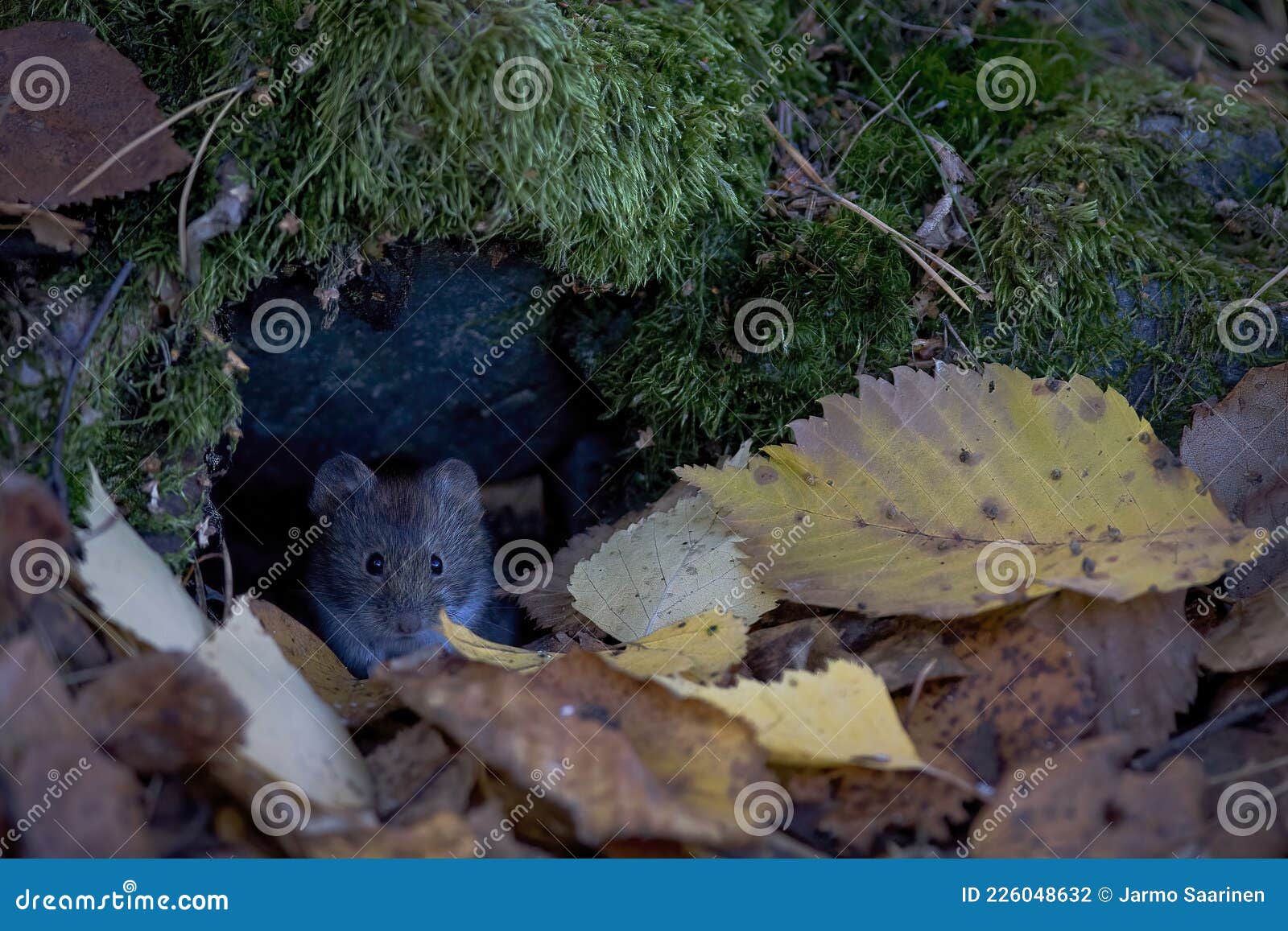 Common red backed vole stock photo. Image of common - 226048632