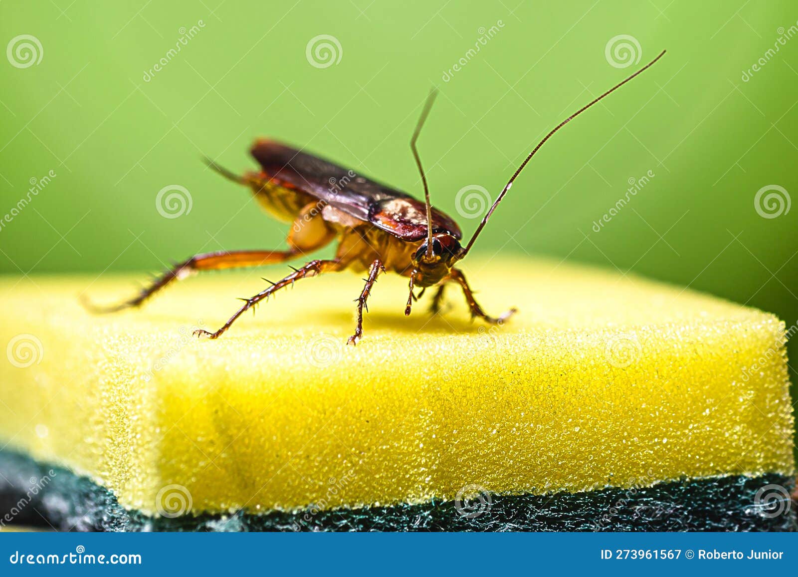 Black Cockroach, Lat. Blatta Orientalis, Isolated On White Background ...