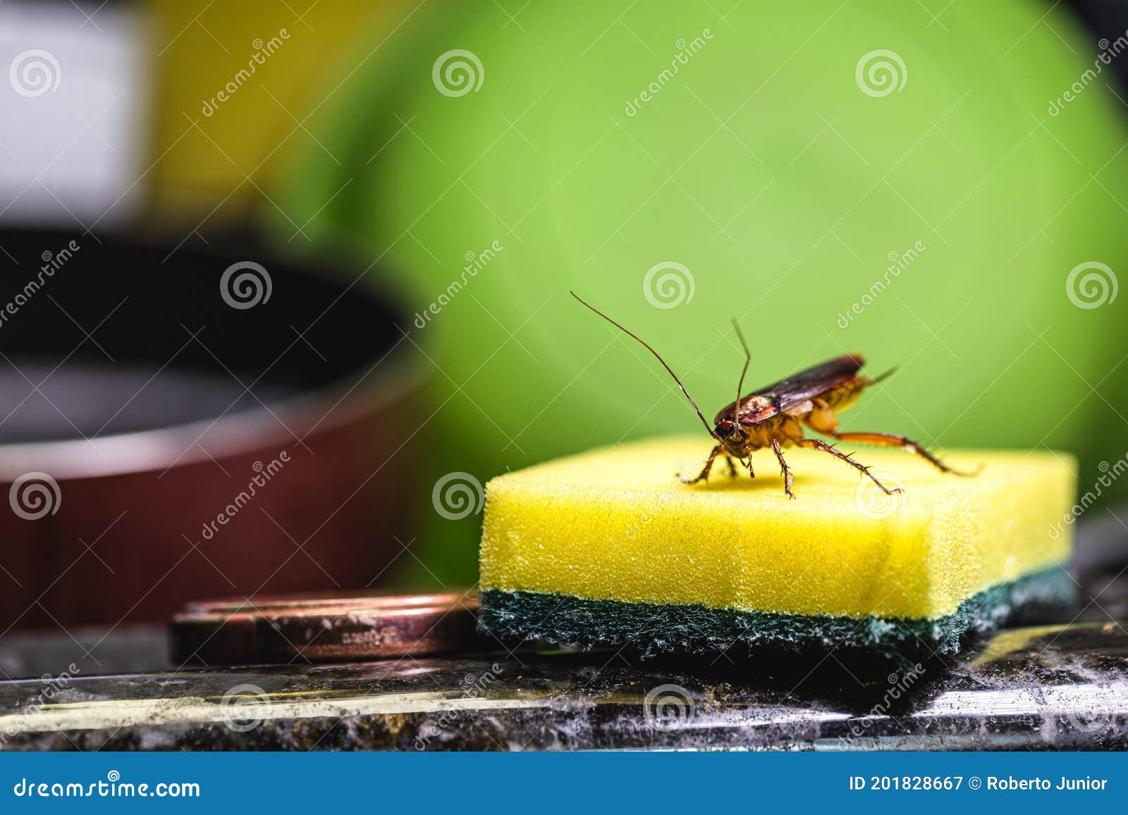 Black Cockroach, Lat. Blatta Orientalis, Isolated On White Background ...