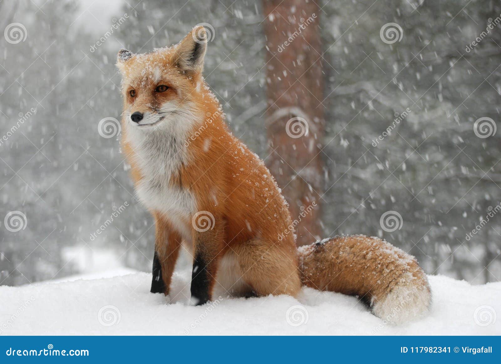 Common Red Fox in Snowstorm Stock Image - Image of carnivore, mammal ...