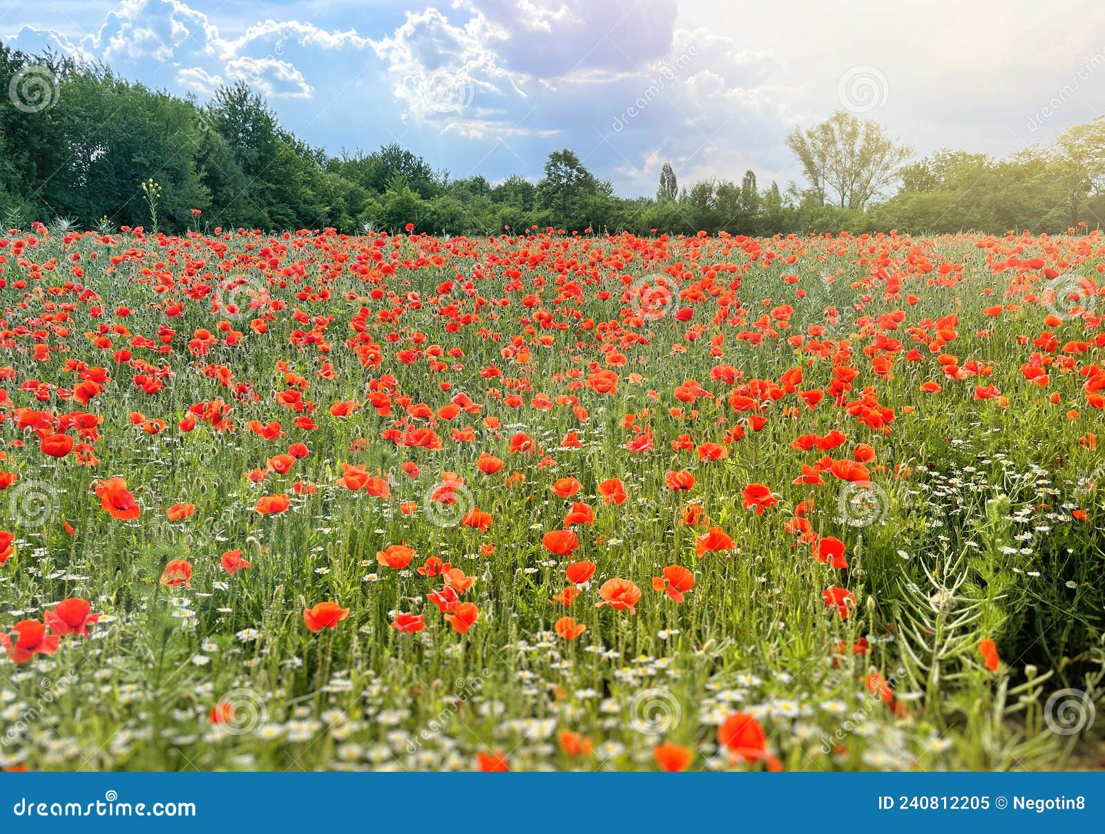 Common Red Poppy or Corn Poppy Field Stock Image - Image of blue, rural ...