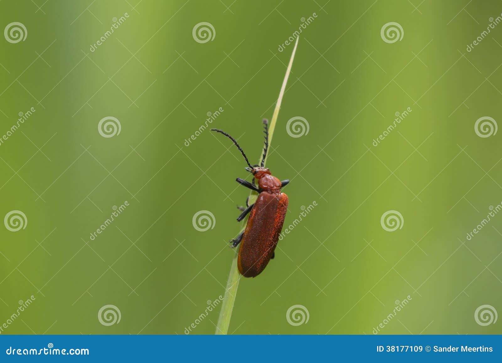 Common Red Soldier Beetle (Rhagonycha Fulva) Stock Image - Image of ...